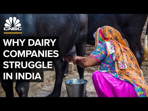 Why Big Dairy Companies Struggle In India