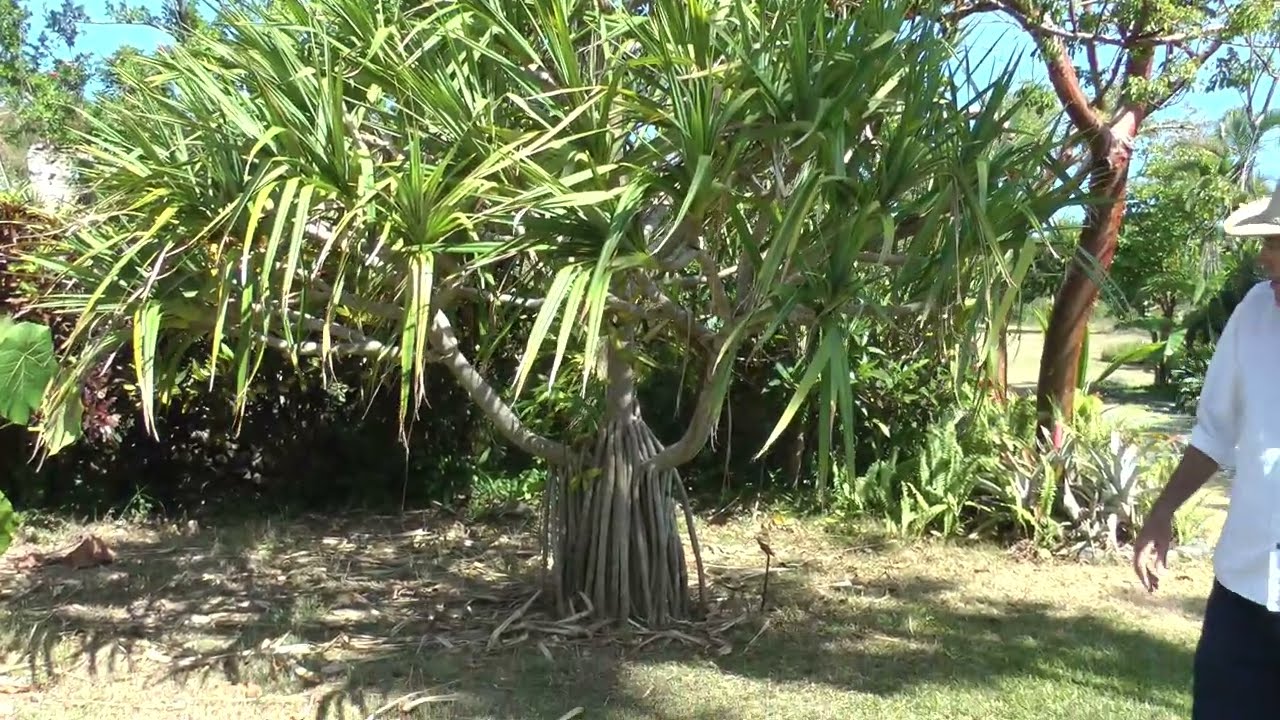 screw pine tree at St. George Village Botanical Garden, Frederiksted ...