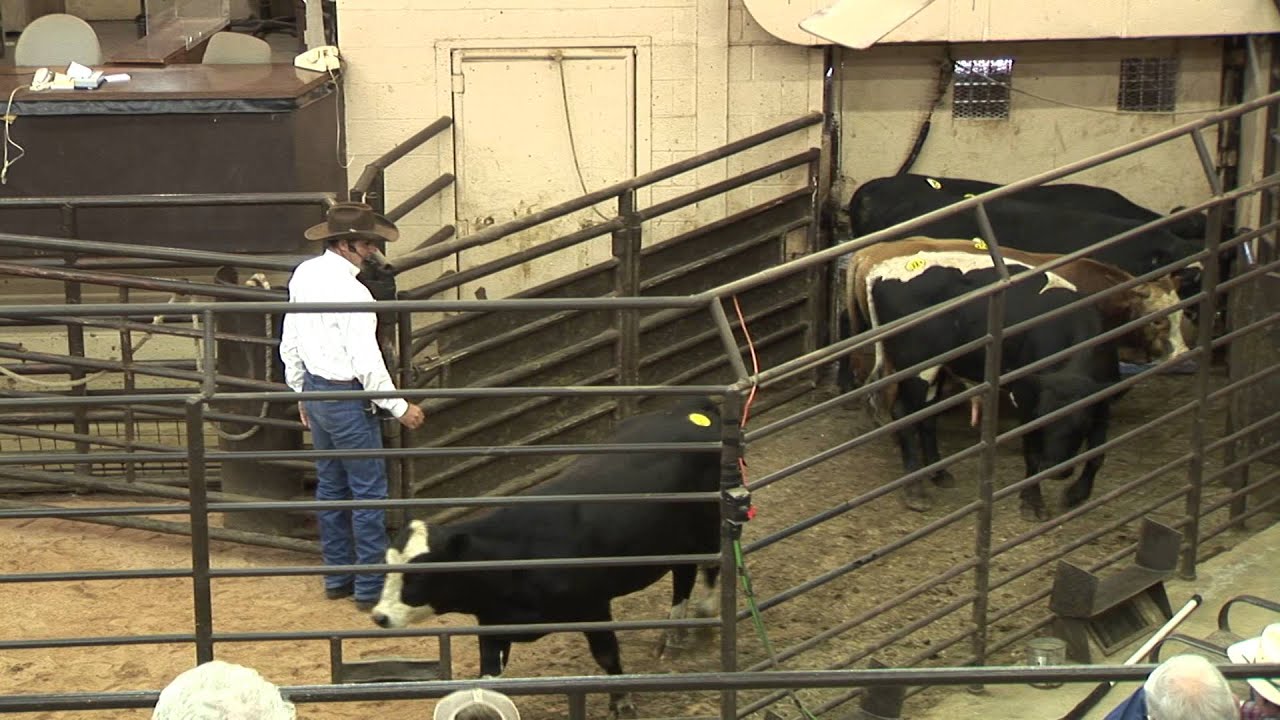 Curt Pate- Stockmanship - Positioning Yourself Correctly - YouTube