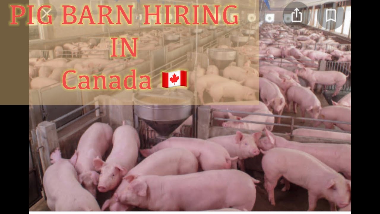 PIG BARN LMIA AVAILABLE LOCATION MANITOBA SK. - YouTube