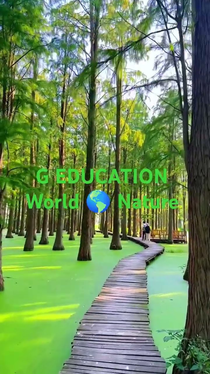 Haoyang Lake Wetland Park in Yangzhou, China. - YouTube