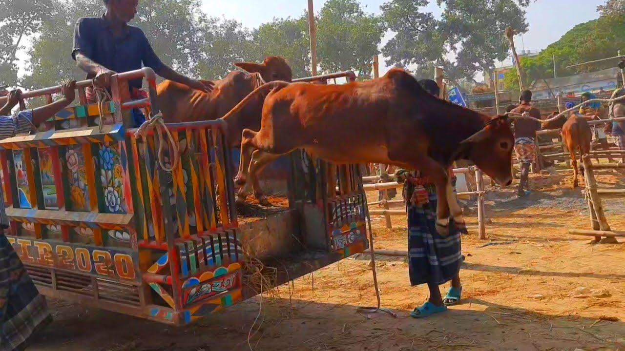 Cow unloading at very popular village cattle market | Cow unloading ...