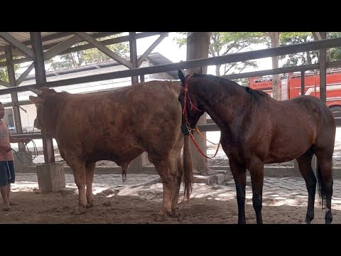 Cavalo коні аговози. Жеребець на Паровку.Привезли лошицю з бачача.коні Тернопільщини.August 16, 2026