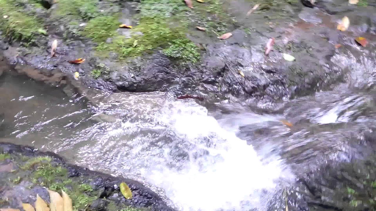 Lago cerrillos en ponce - YouTube