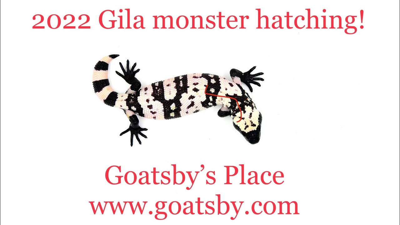 Baby Gila monster hatching 2022! - YouTube