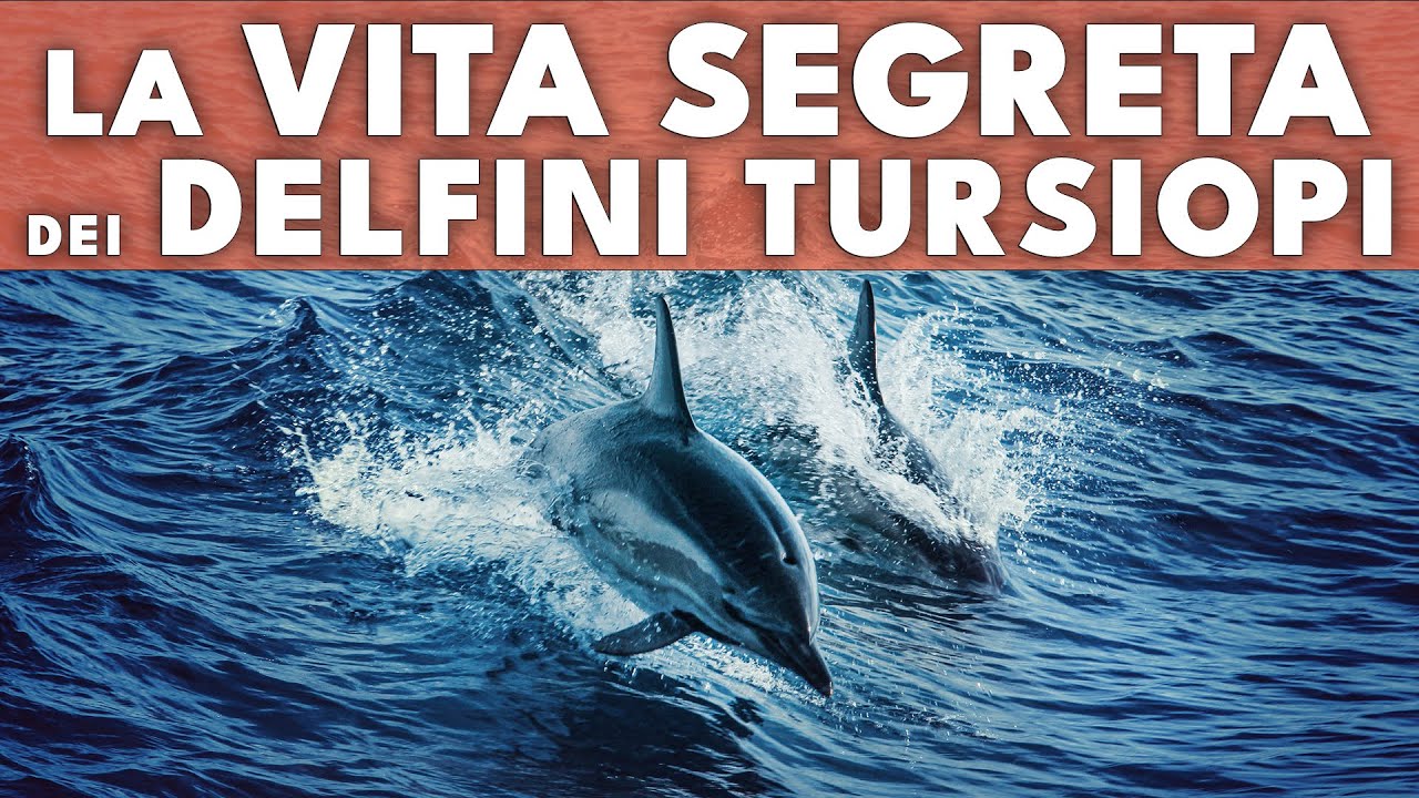 LA VITA SEGRETA DEI DELFINI TURSIOPI - puppy IT - YouTube