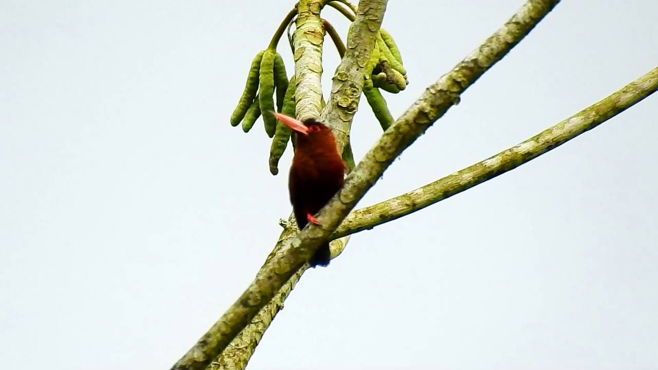 Jacamar Purus 2149 - YouTube