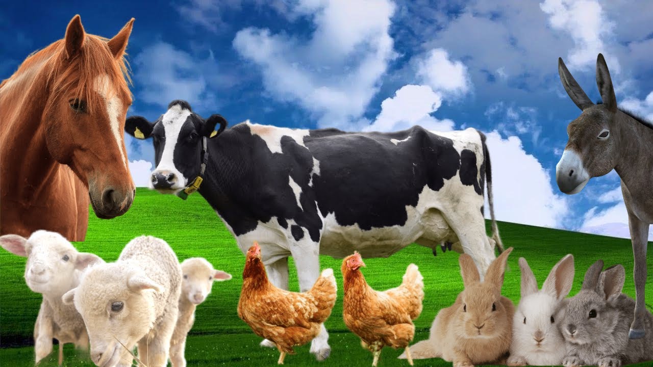 How to Recognize the Sounds of Animals - Dog, Horse, Pigeon, Camel ...