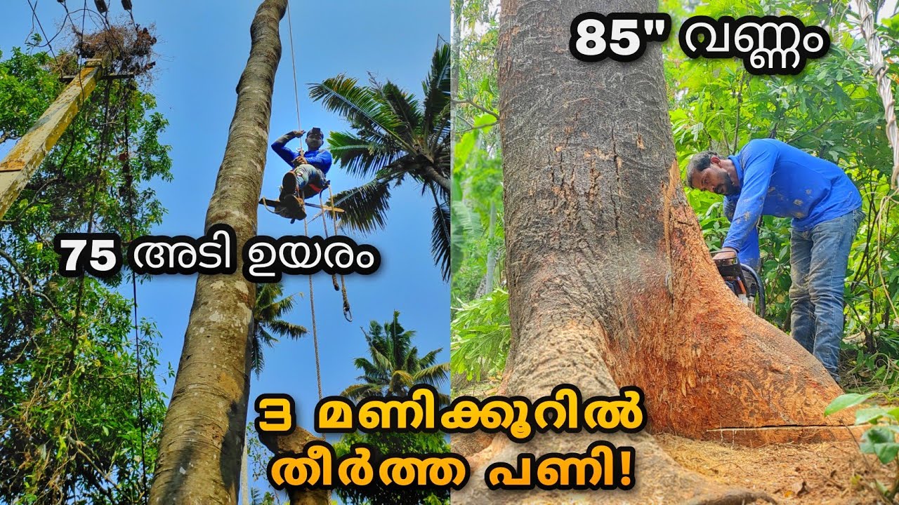 ഇത്രേം വലിയ മരം 3 മണിക്കൂറിൽ പണിതു തീർക്കാൻ കഴിയുമോ😮!!! Biggest and ...