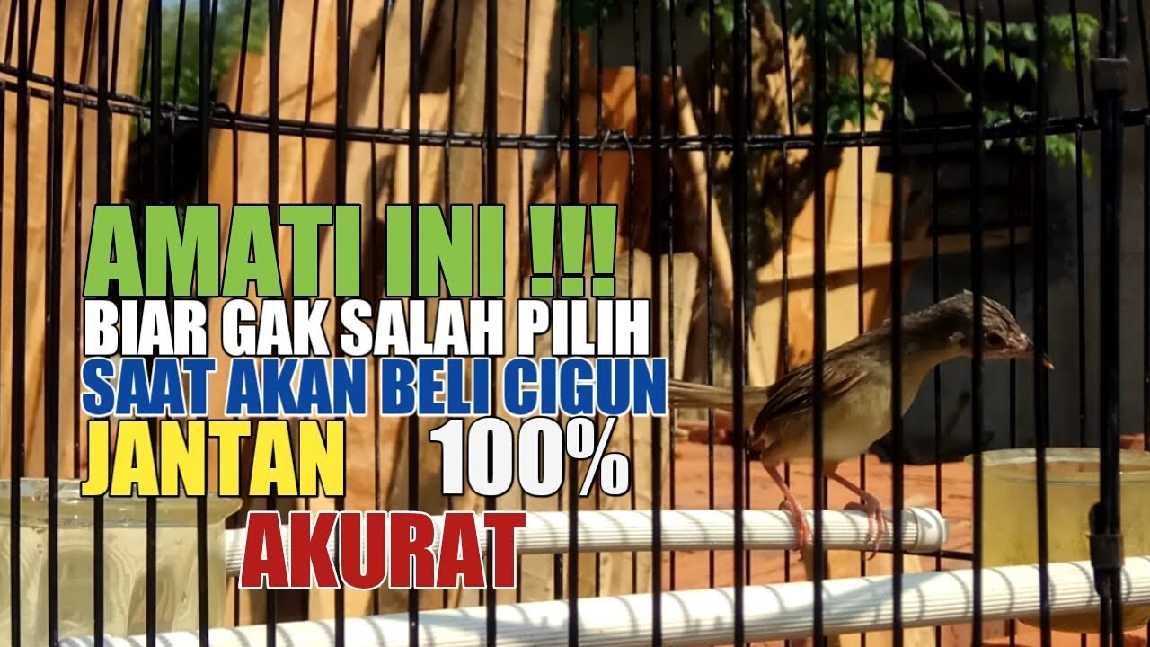 CARA CEPAT MENGENALI CIRI CIRI CIGUN JANTAN 100% AKURAT - YouTube