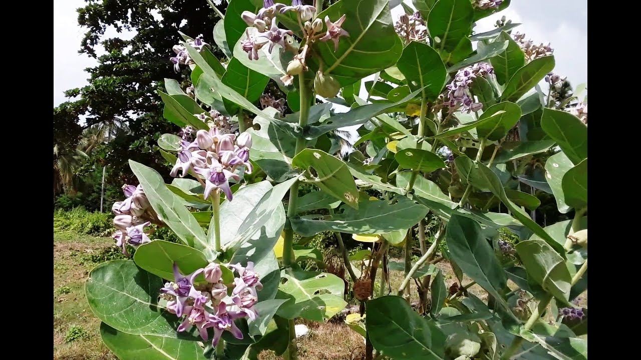 Calotropis procer /Wara - YouTube