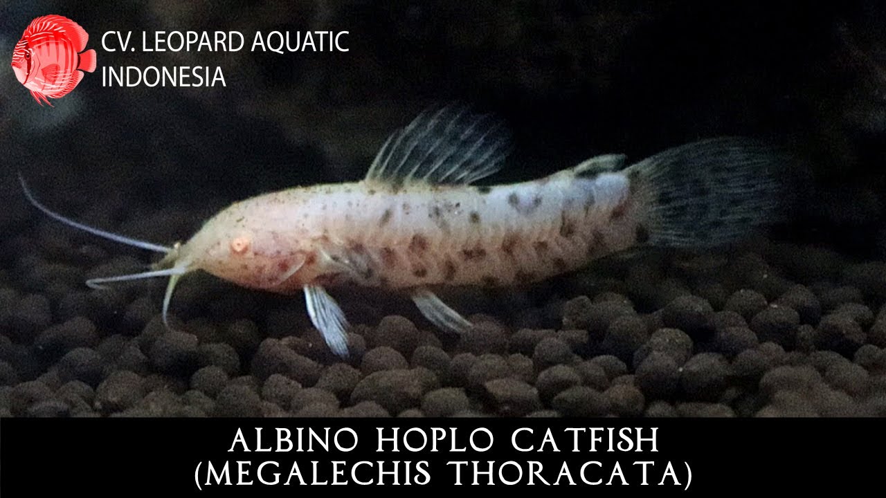 Albino Hoplo Catfish. THE PRETTY Megalechis thoracata (Leopard Aquatic ...