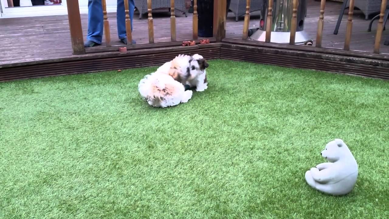 LOUIS PLAYING WITH HIS FRIEND SHIH TZU PUPPY LOLA - YouTube