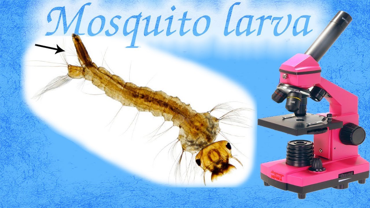 Mosquito larva under the microscope Larva structure - YouTube