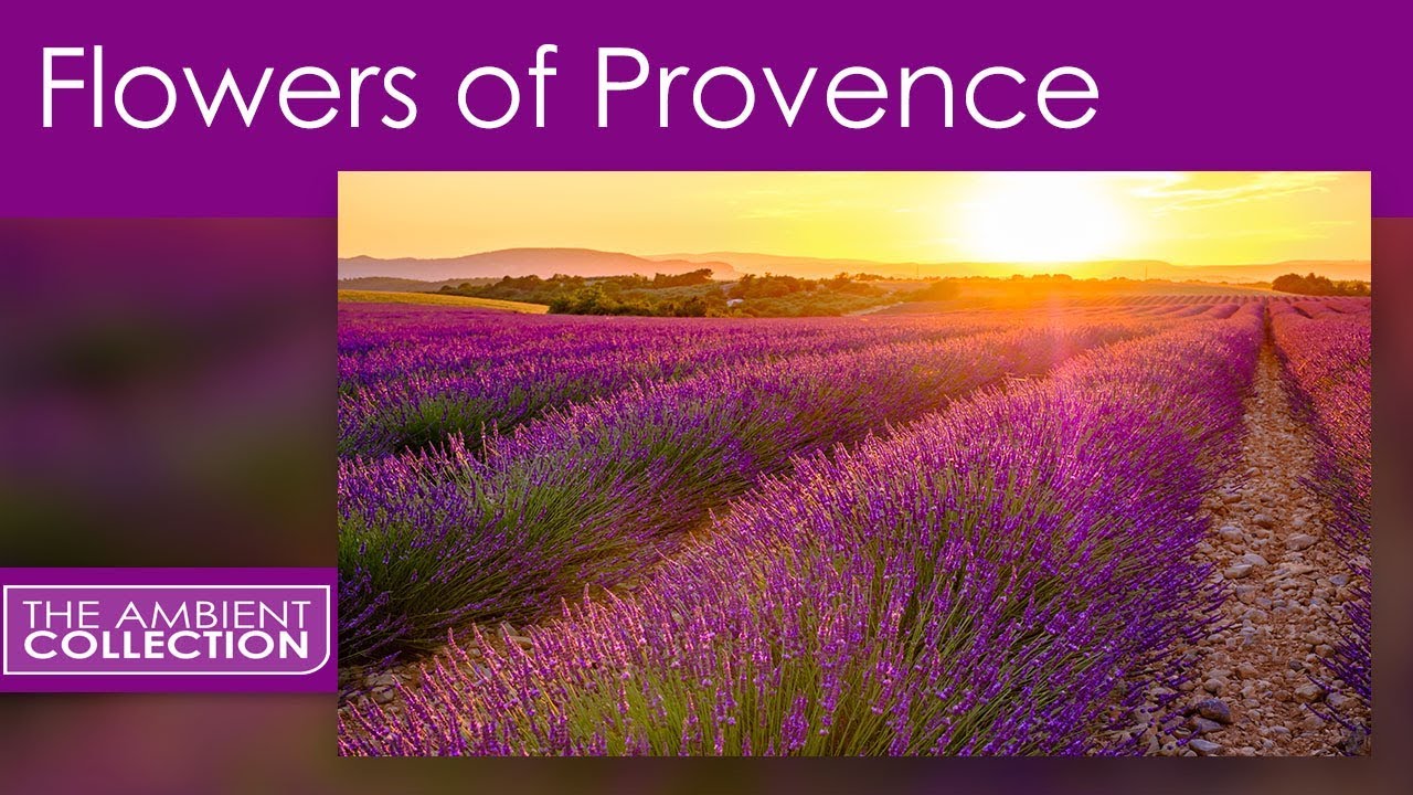 Relaxing DVD - Flowers Of Provence For Aroma Therapy And Relaxation ...