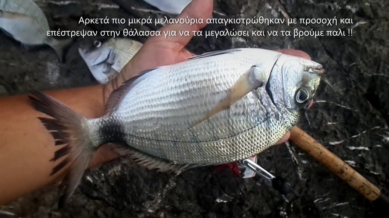 Ψάρεμα Σαργού στο Χιλιόμετρο της Καλαμάτας - YouTube