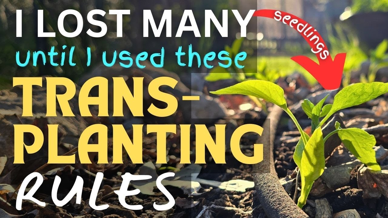 Companion Planting Guidepdf Transplanting Seedlings To Garden RULES