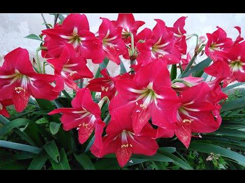LILY FLOWERS| BEAUTIFUL SOUNDS OF BIRDS ESPECIALLY NIGHTINGALE.