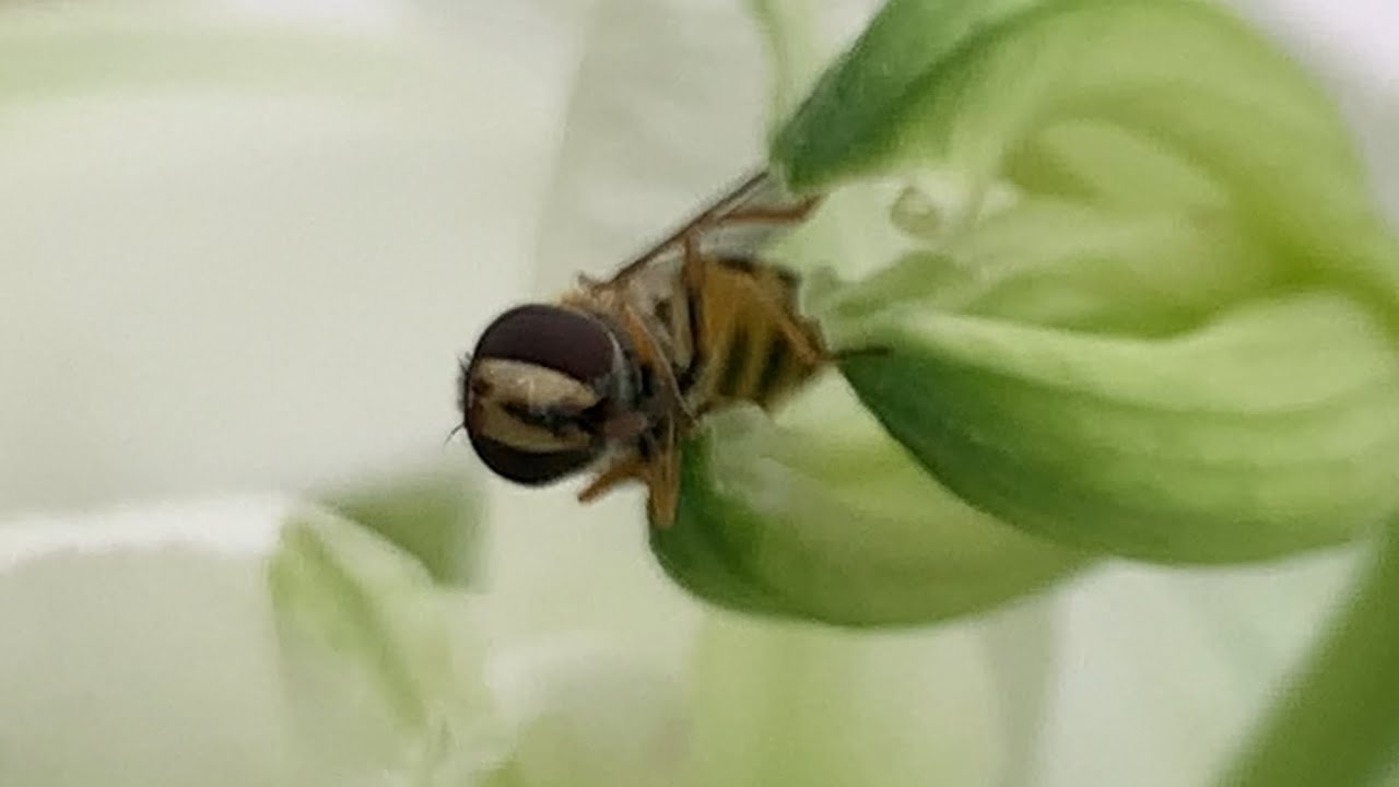 自然 生き物 観察 natural creature observation - YouTube