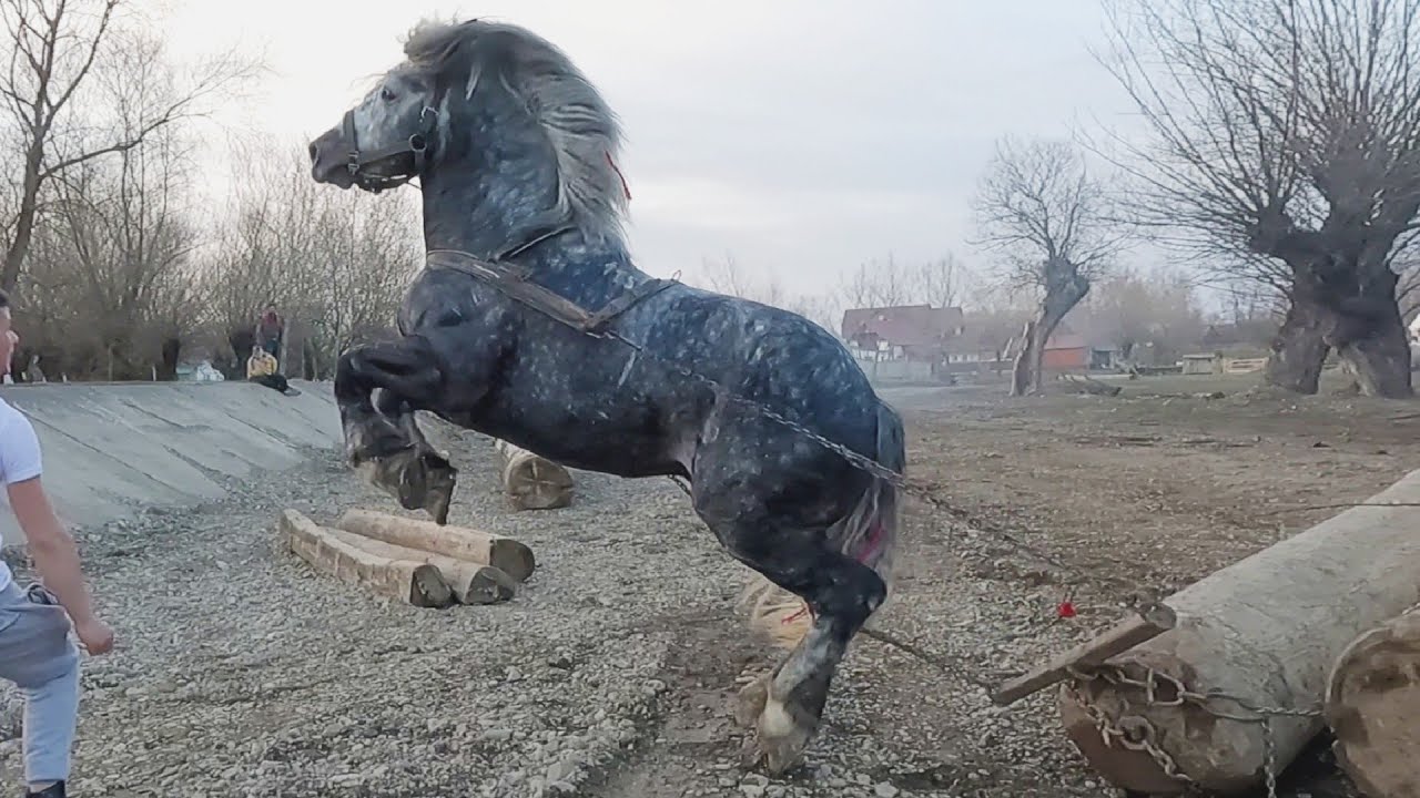 Cai probe de tracțiune cu Armăsarul Boica Vlad Costel de la Satu Mare ...