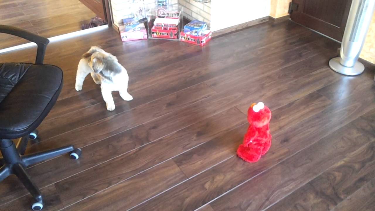 Elmo TMX vs Wolly (Wall-E) my Dog :-) - YouTube