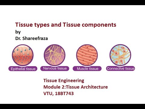 Tissue Engineering, Module 2, Tissue types and Tissue components #vtu # ...
