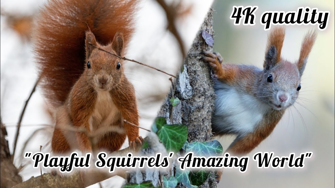 "Adorable Squirrels in Action: Watch Their Fun Moments Up Close!" - YouTube