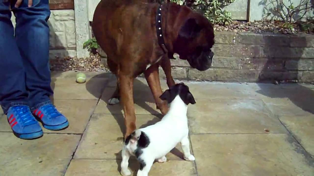 Moose meets puppy dog! - YouTube