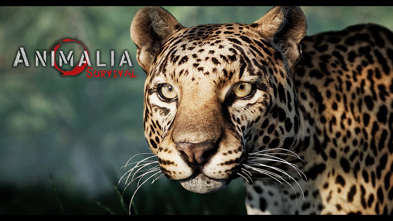 Survive and live as Leopard - Animalia Survival LIVE - YouTube