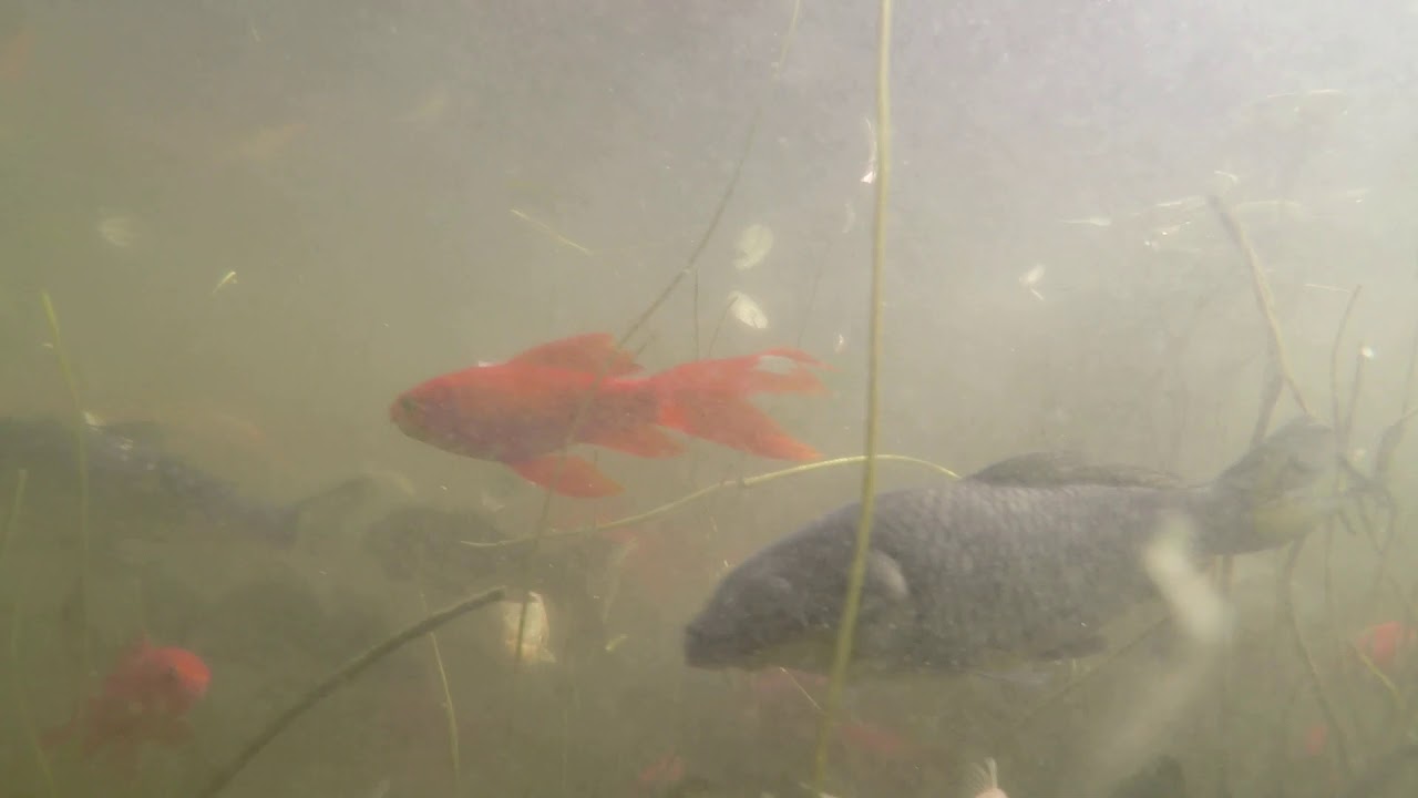 Beautiful Koi Pond Underwater View I Koi Cam I - YouTube