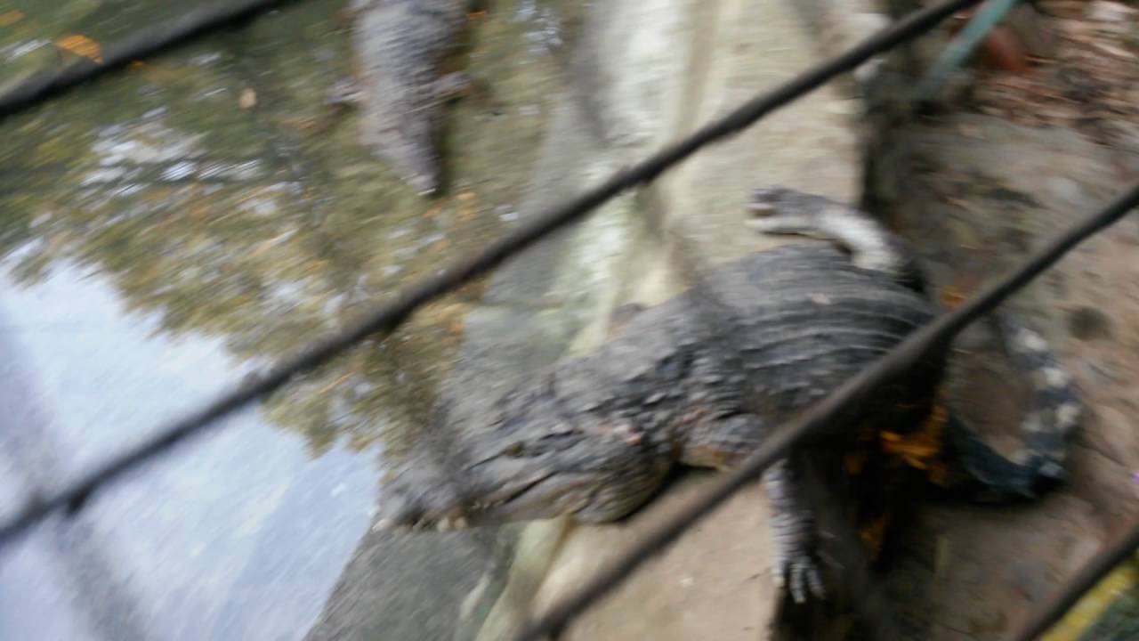 CROCO LOCO @ Zoobic safari - YouTube