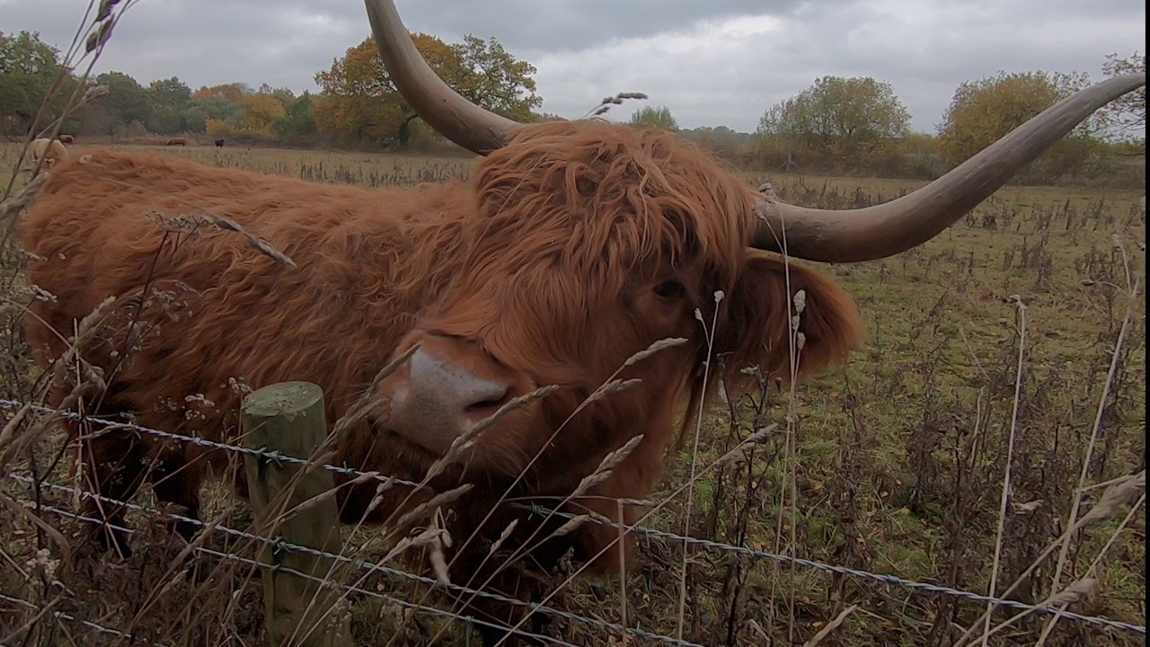 A Walk Around Potteric Carr Nature Reserve - YouTube