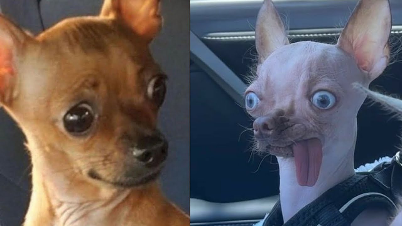 🐶 Funny dogs fails compilation, try not to laugh 😂 Funny Dogs Life ...