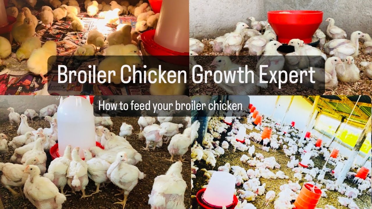 Maximise Broiler Chicken Growth: Expert Feeding Tips for Massive growth ...