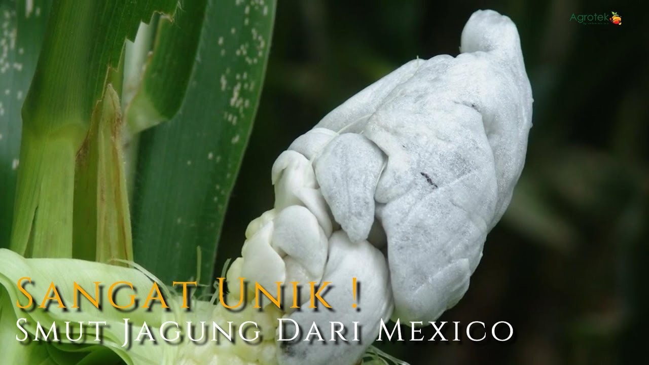 Agrotek | SMUT JAGUNG Unik Karena Hasil Dari Infeksi Jamur - YouTube