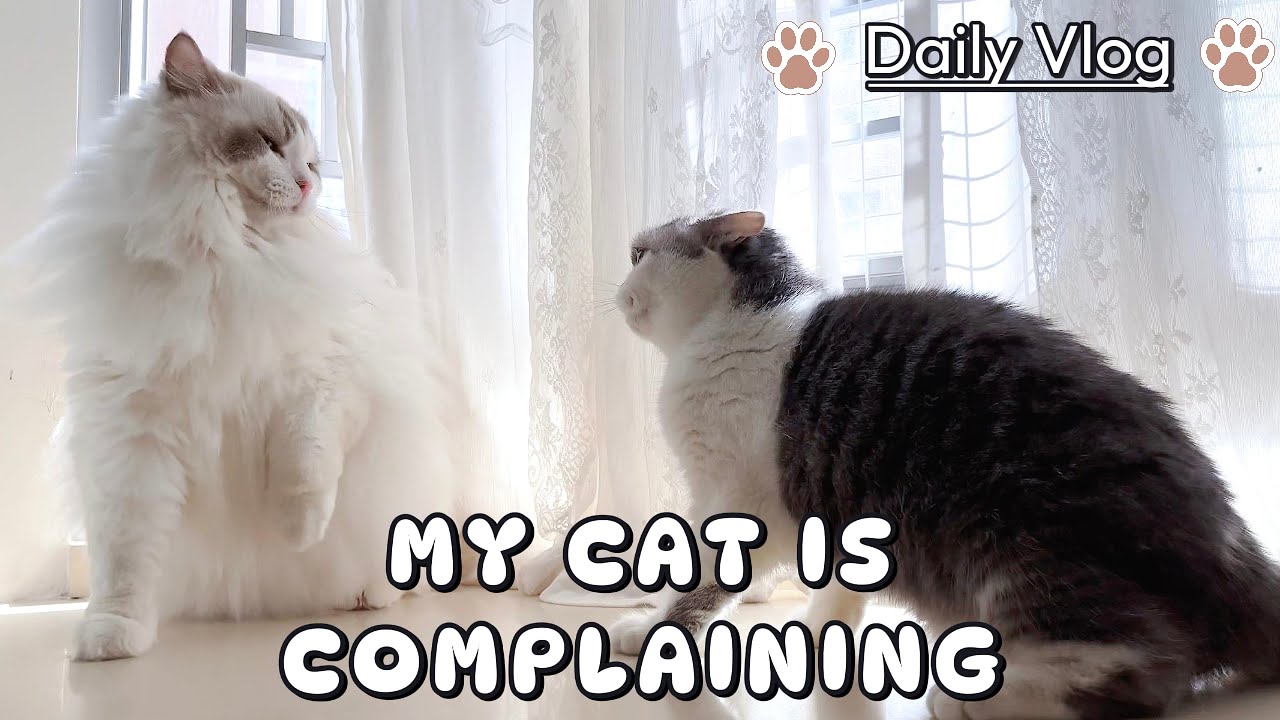 MY CAT IS COMPLAINING | Mypawsntails - YouTube