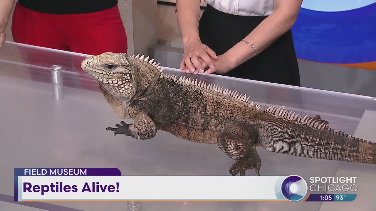 Field Museum: Reptiles Alive! - YouTube