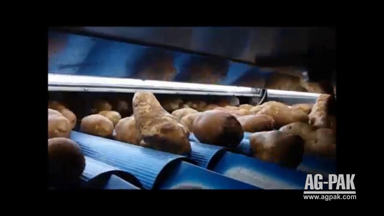 NEWTEC Celox Optical Potato Grading Machine by Ag-Pak, Inc. - YouTube