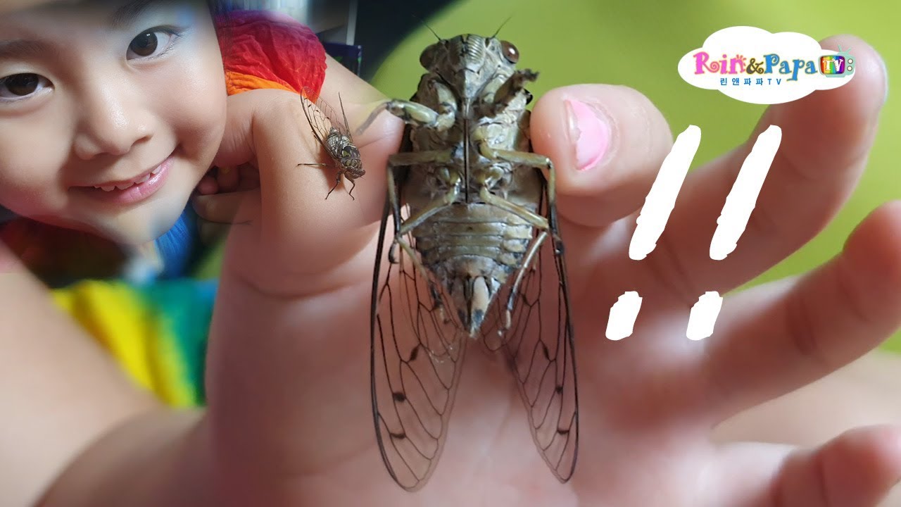 곤충탐험 #매미 놀자! 매미 소리는 어디서? Let's play cicada! Where's the cicada sound ...