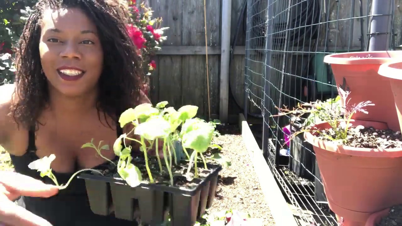 How to Plant Cucumbers Spring 2020 / Beautee In The Garden - YouTube