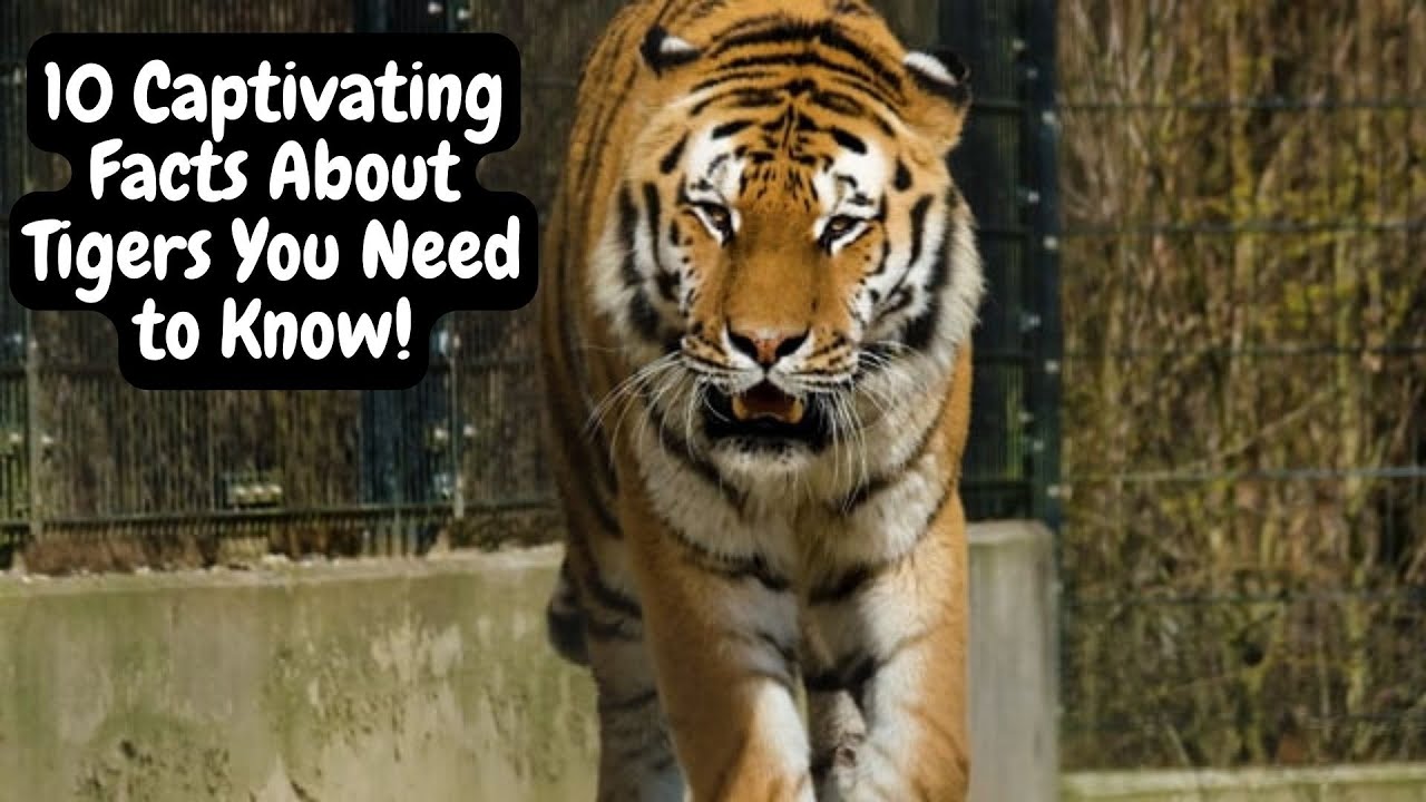 10 Captivating Facts About Tigers You Need to Know! - YouTube