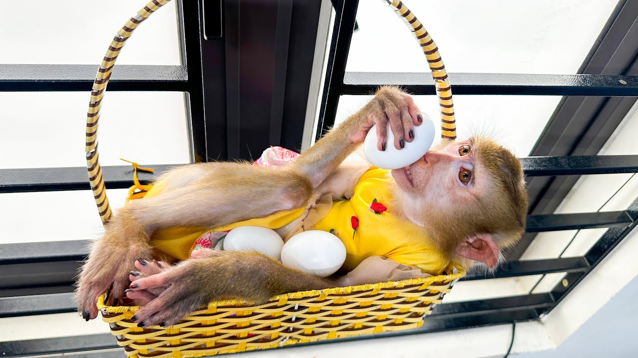 Funny moment Monkey Kaka pretends to be a bird incubating eggs - YouTube