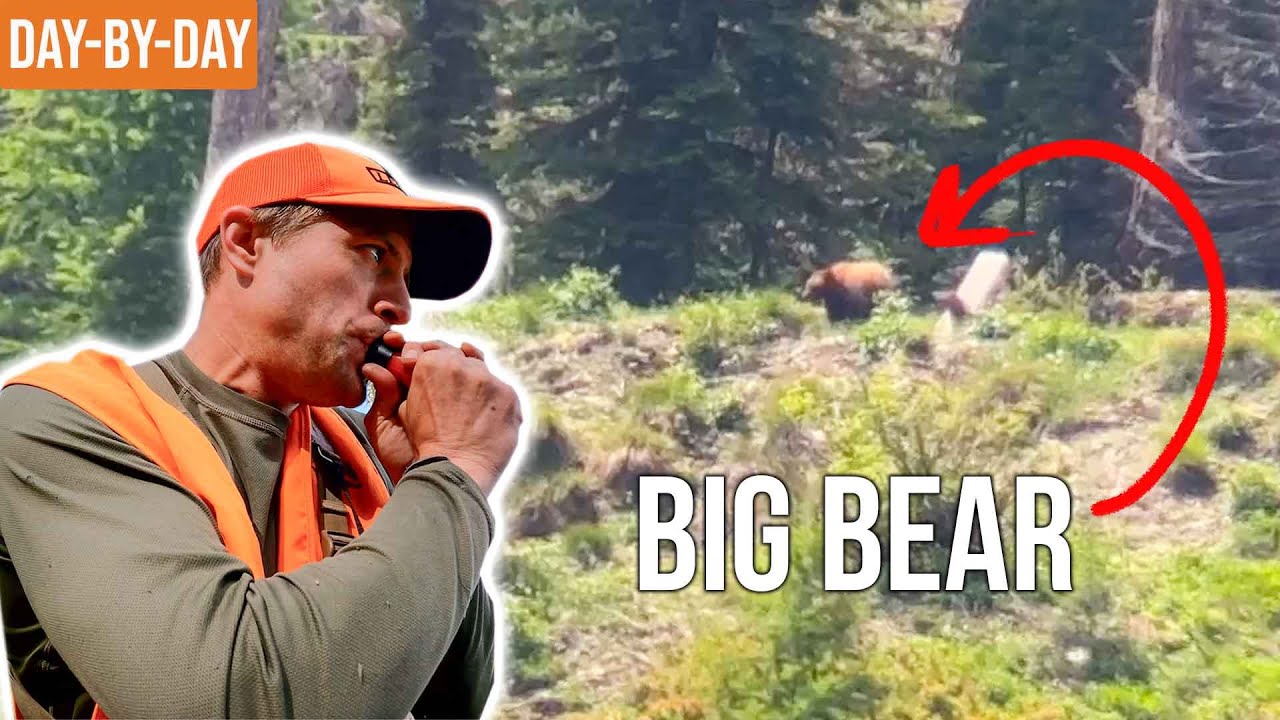 Bears Galore! | Trying to Call in Black Bears in MONTANA - YouTube