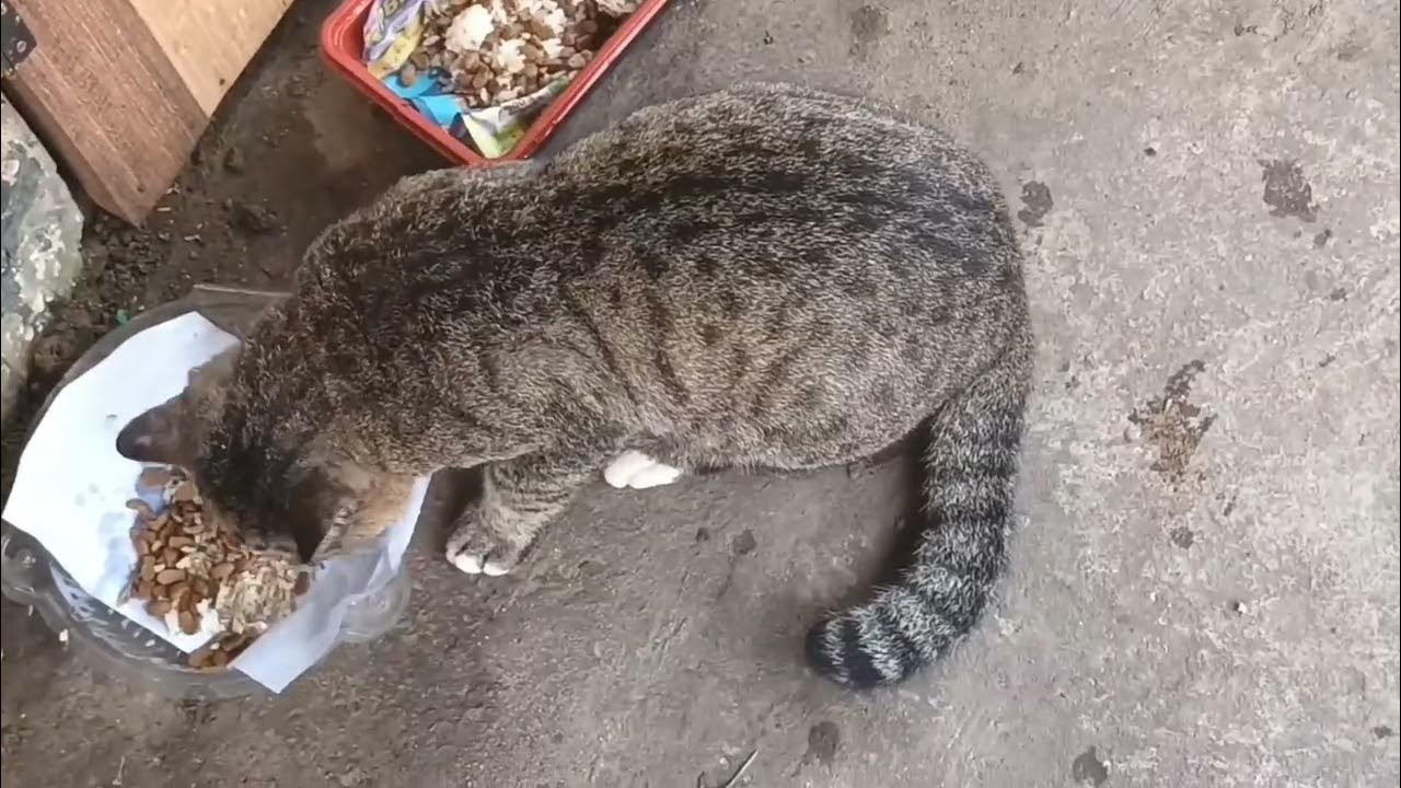 Semangat terus untuk kucing-kucing jalanan @Wiwitlesdiati - YouTube