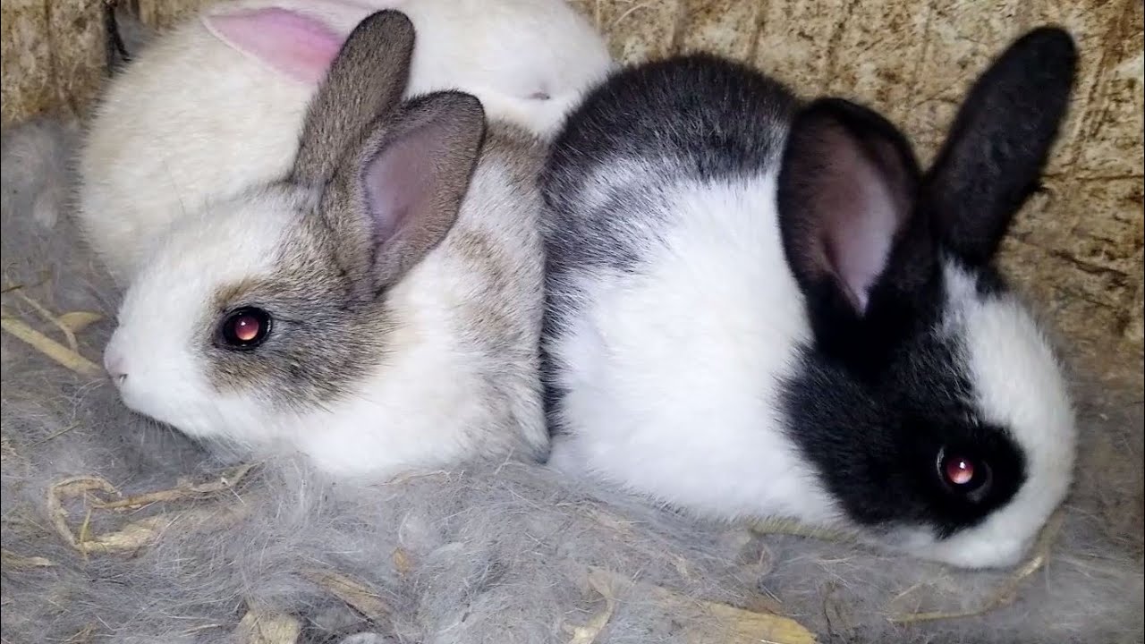 Liberia Rabbit Farm:THE IMPORTANT OF RABBIT CAGES CONSTRUCTION - YouTube