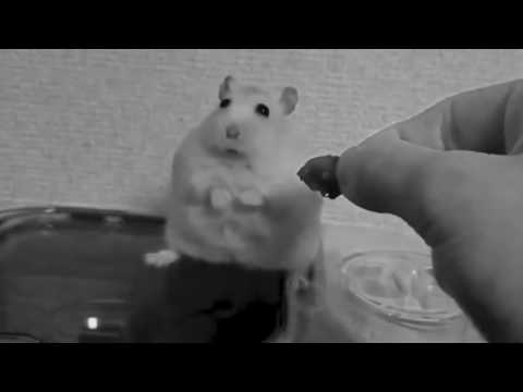 1 like = food for the hamster