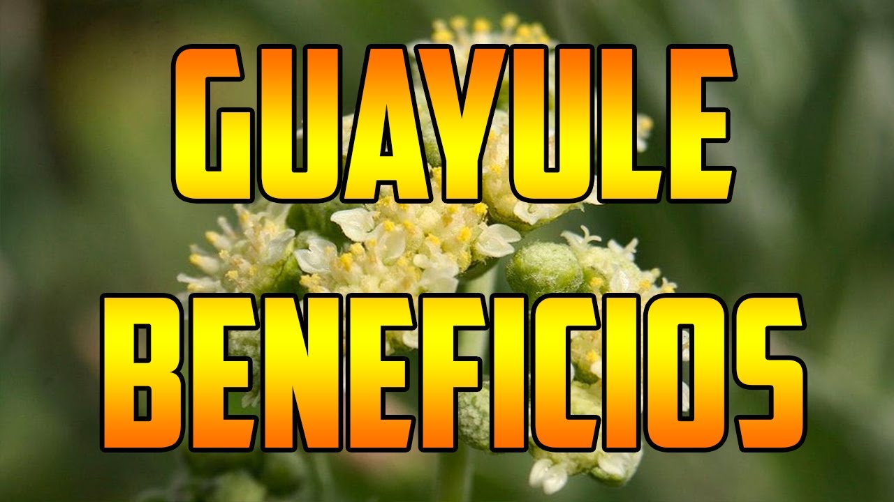 GUAYULE #benefits Parthenium argentatum 🌿 ¿PARA QUE SIRVE ? 🌿Usos🌿 # ...
