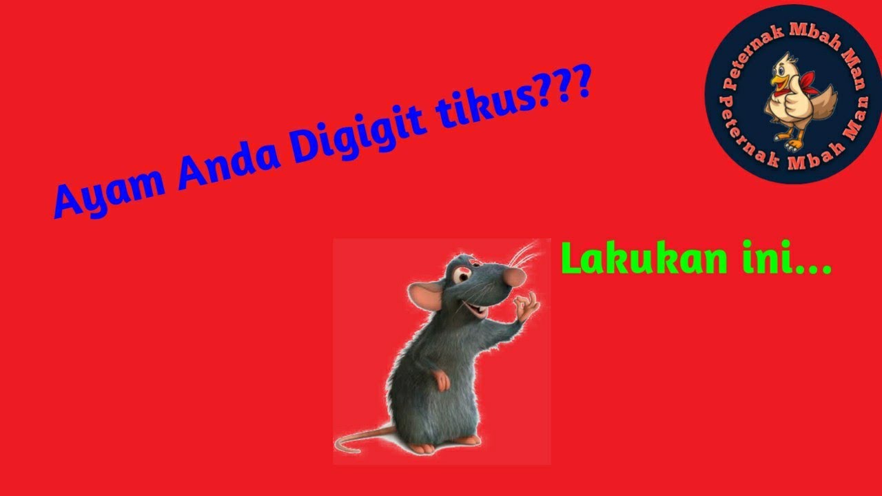 Penanganan ayam yg digigit tikus - YouTube