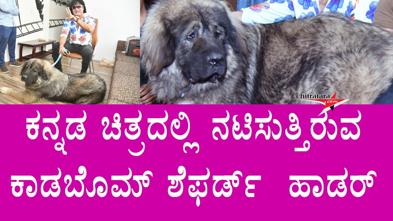 Meet Cadabom Shepherd Hader Now Acting in Kannada Film Owner Satish ...