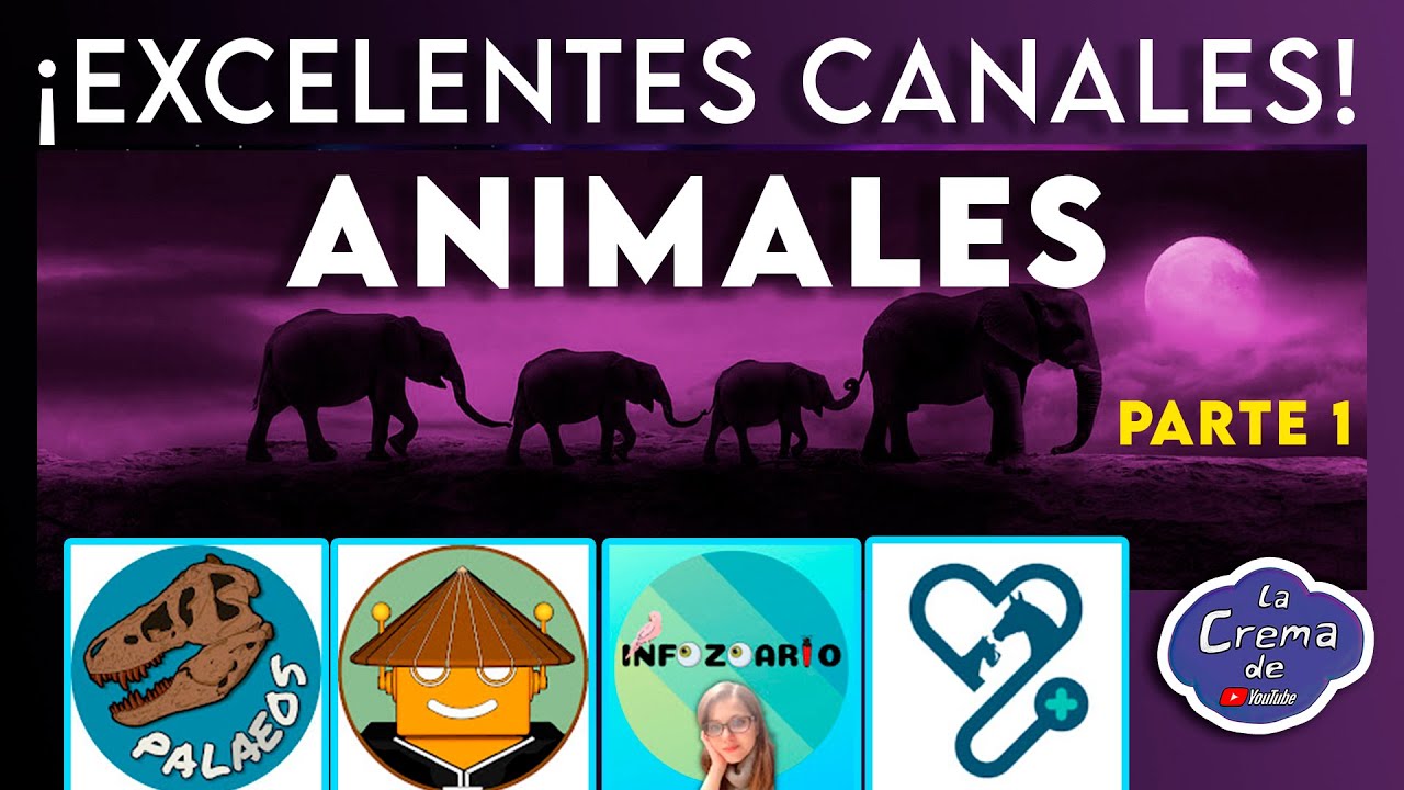 Los mejores canales de ANIMALES - Parte 1 - YouTube